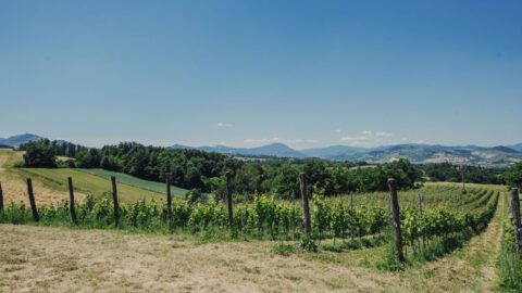Benvenuto a Monte delle Vigne